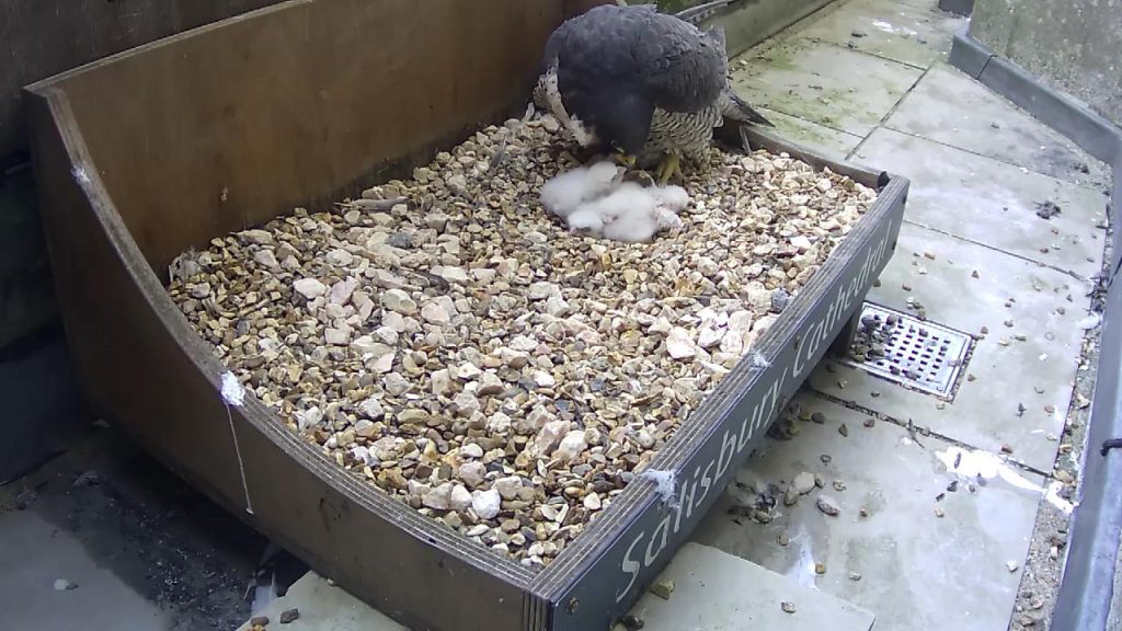 Live Peregrine Nestbox Webcam | Salisbury Cathedral, UK