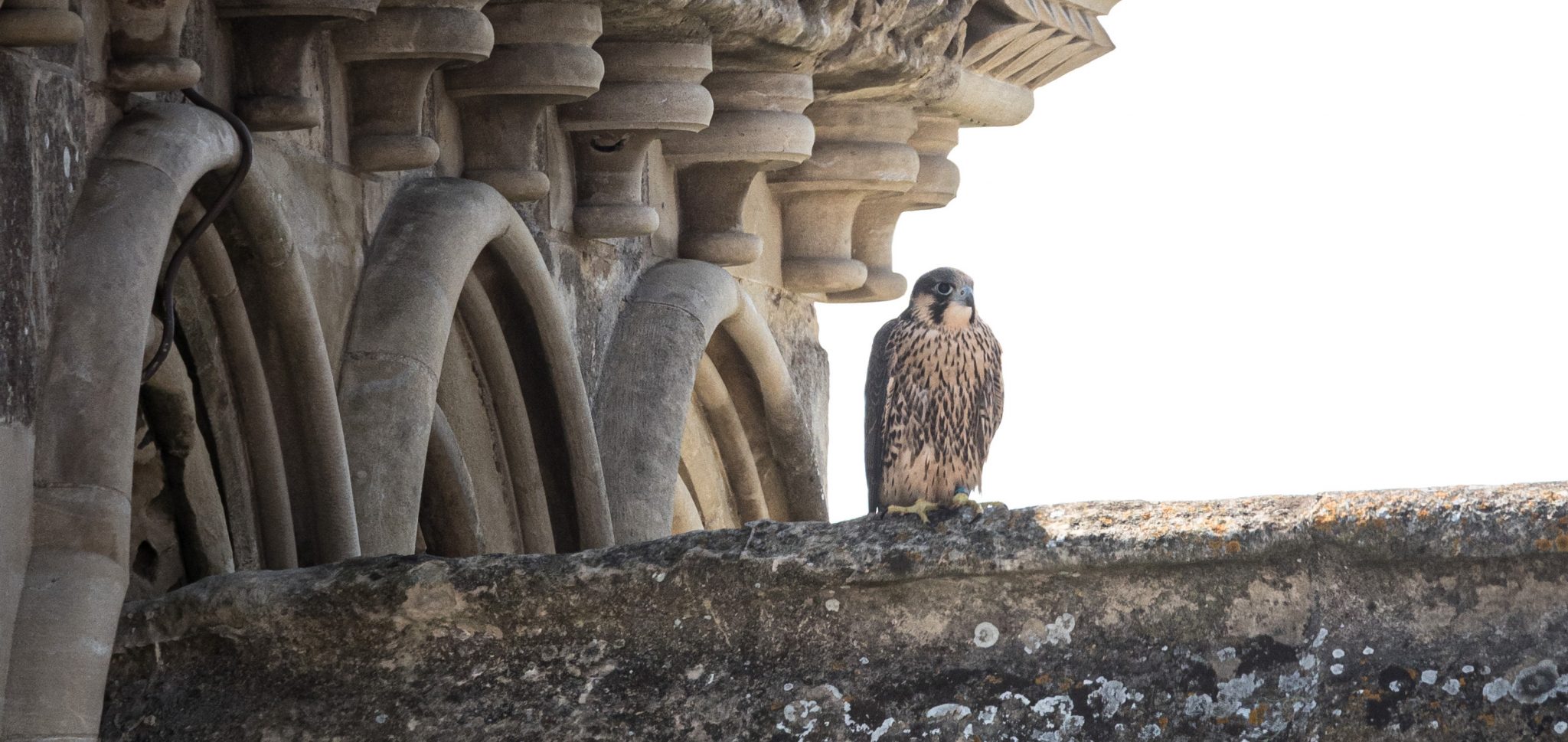 Peregrine Falcons at Salisbury Cathedral | Wiltshire, UK